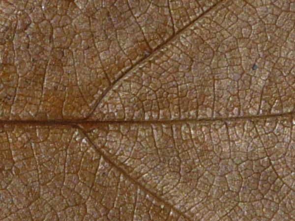 texture 0011 - Texturelib